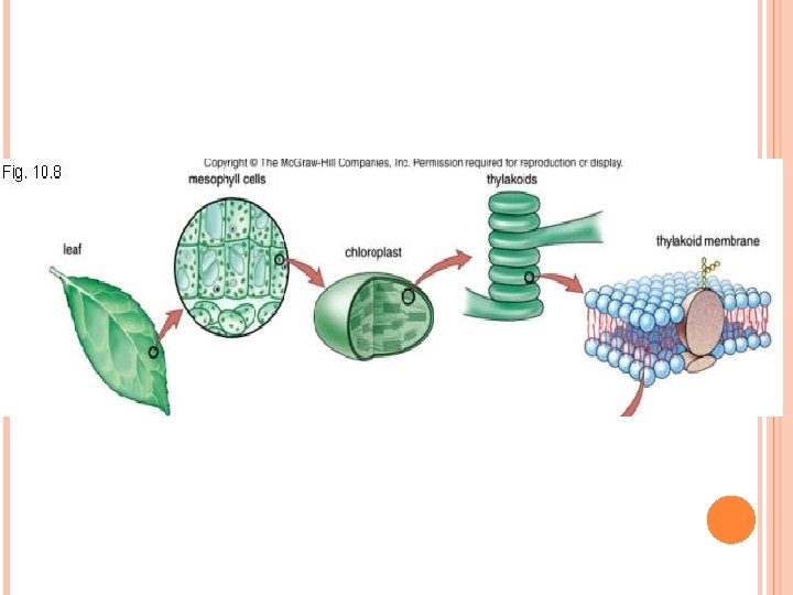 UNIT 5 PHOTOSYNTHESIS ENERGY MATTER Energy In Sunlight