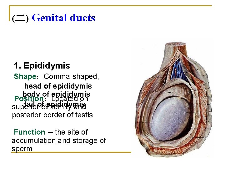 The Male Reproductive System SHANDONG UNIVERSITY Liu Zhiyu