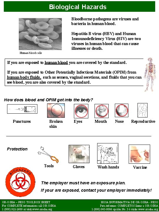 Biological Hazards Bloodborne pathogens are viruses and bacteria