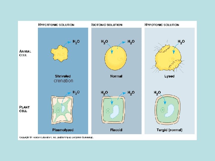 Membrane Structure and Function Ch 7 Membrane Protein