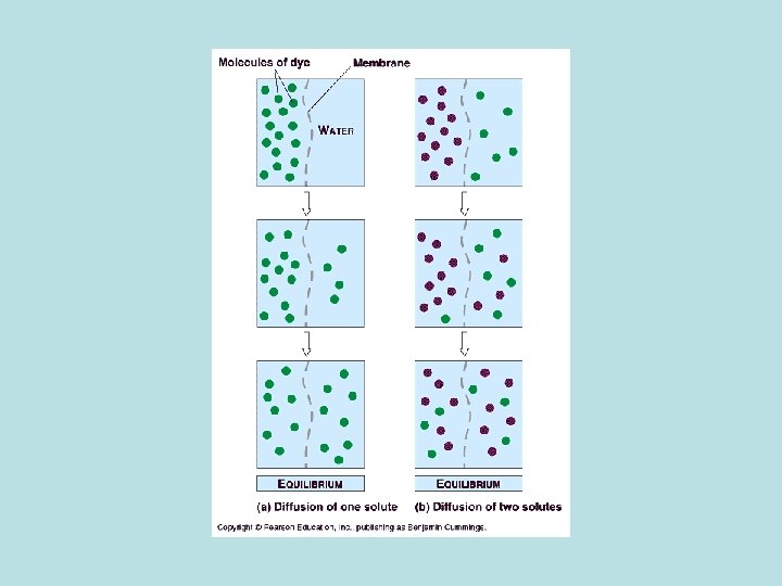 Membrane Structure and Function Ch 7 Membrane Protein