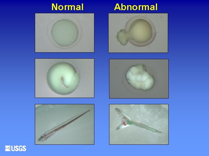 Identification and thermal requirements of early life history