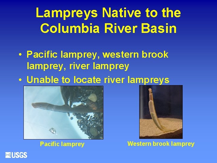 Identification and thermal requirements of early life history