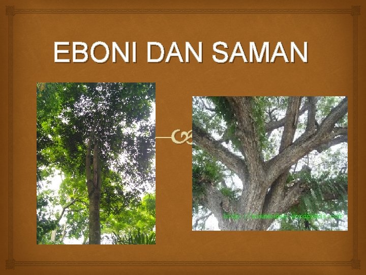 EBONI DAN SAMAN EBONI DIOSPYROS CELEBICA Ciri khas