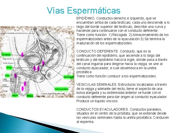 APARATO REPRODUCTOR MASCULINO HORMONAS Y SU FUNCIN EL