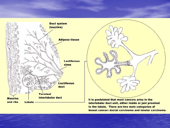 PATHOLOGY THE RADIOLOGIST The Radiologists contribution to the