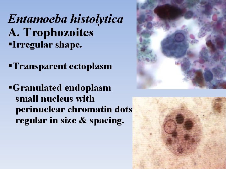 Protozoa Lab 12 Intestinal Protozoa Entamoeba histolytica Entamoeba