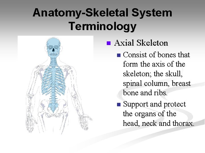 AnatomySkeletal System Axial Skeleton AnatomySkeletal System Bell Work
