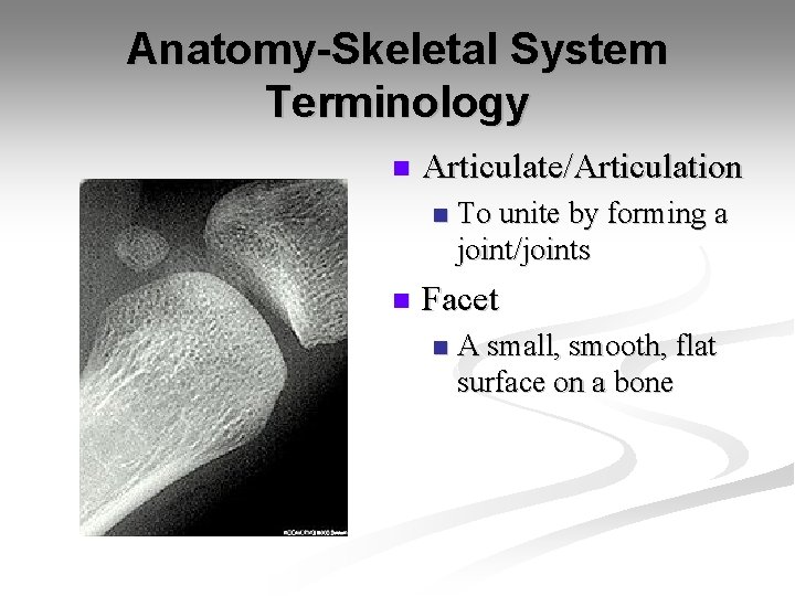 AnatomySkeletal System Axial Skeleton AnatomySkeletal System Bell Work