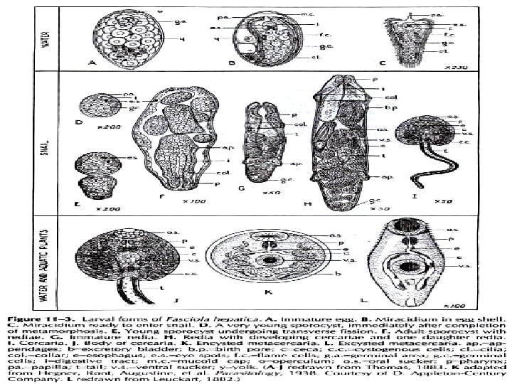 TREMATODA Fasciola hepatica Introduction n n Trematodes are