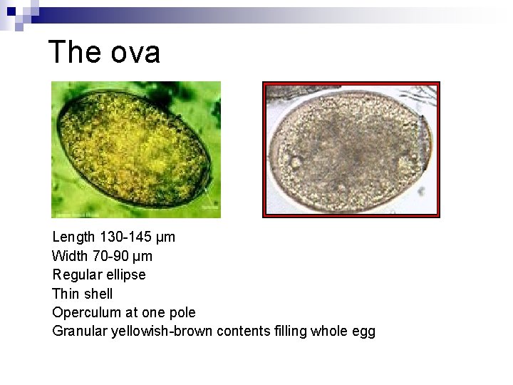 TREMATODA Fasciola hepatica Introduction n n Trematodes are