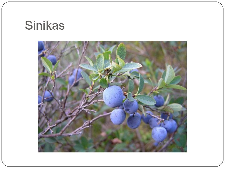 3 Tundrad Maiki Lauri Tundra levik Tundra nimetus