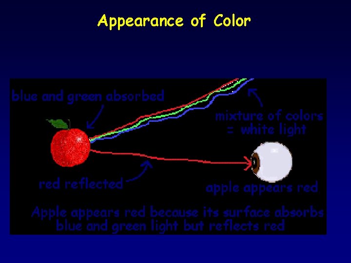 Color Vision Parts of the Eye Cone Response