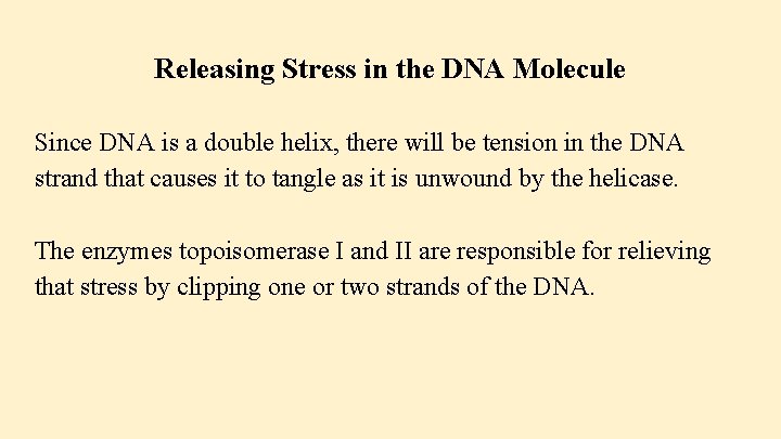 DNA and Cell Cycle By Mckinley Meeks Jessica