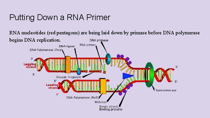 DNA and Cell Cycle By Mckinley Meeks Jessica