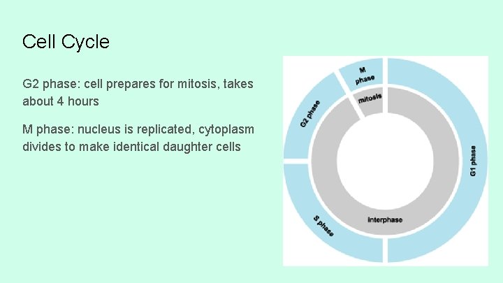 DNA and Cell Cycle By Mckinley Meeks Jessica