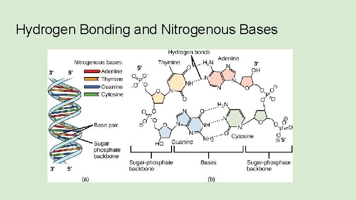 DNA and Cell Cycle By Mckinley Meeks Jessica