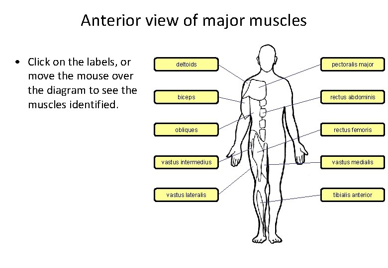Anterior view of major muscles Click on the