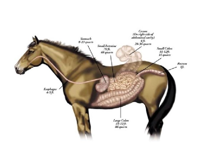 Sistema digestivo Equino Professor Msc Clber Cardeal Medicina