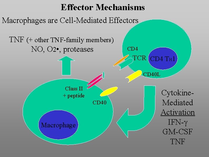 Mechanisms of unresponsiveness Peripheral tolerance in B cells