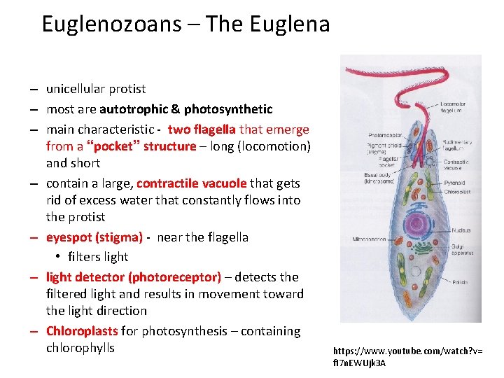 The Protists Even a lowpower microscope can reveal