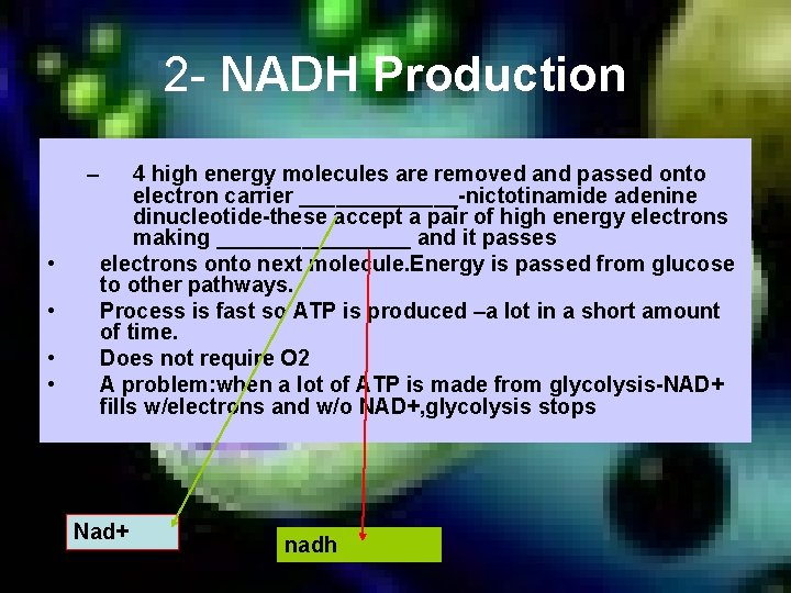 Chapter 9 Cellular Respiration Feel the Burn Section