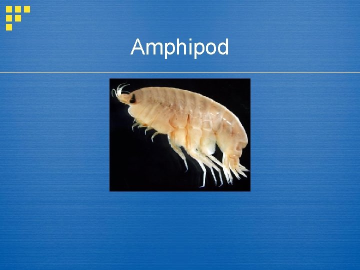 Arthropods Phylum Arthropoda Make up largest phylum of