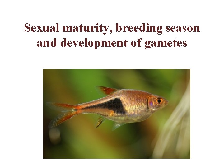 Sexual maturity breeding season and development of gametes