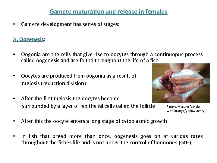 Sexual maturity breeding season and development of gametes