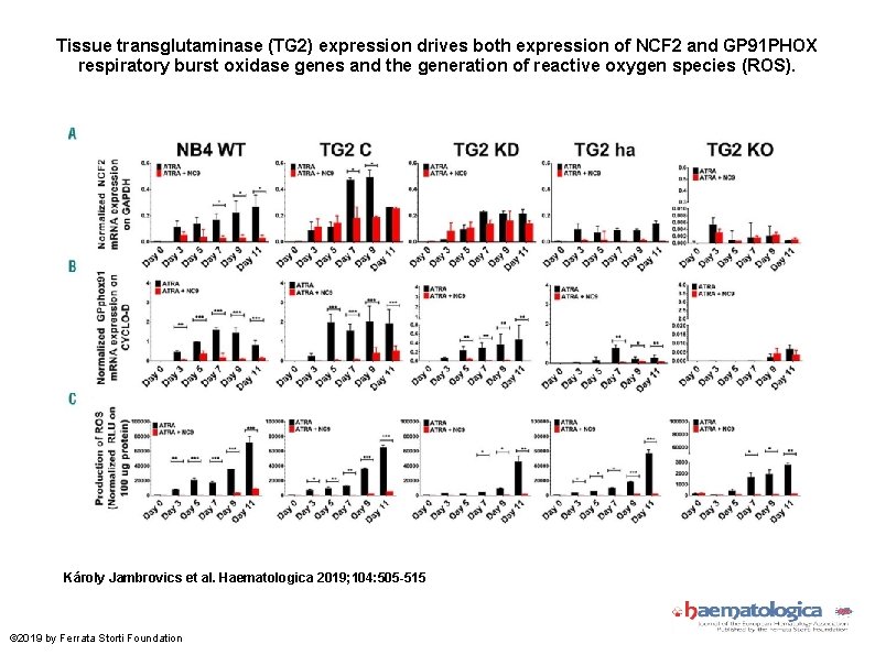 Transglutaminase 2 programs differentiating acute promyelocytic ...