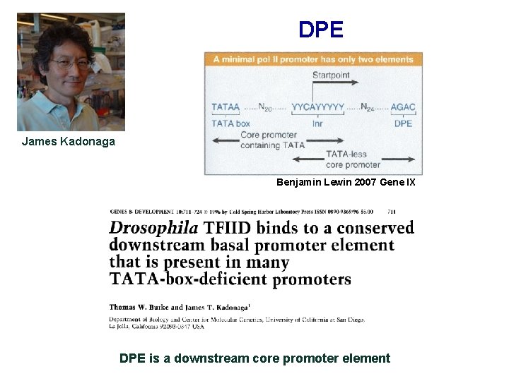 Eukaryotic Transcription Oct 9 2017 Bio 2000 SIBS