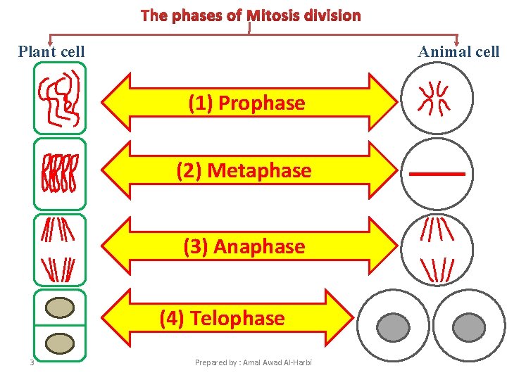 The Cell Division Mitosis Meiosis 1 Prepared by
