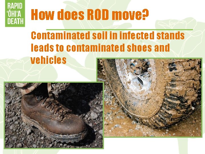 J B Friday University of Hawaii Cooperative Extension