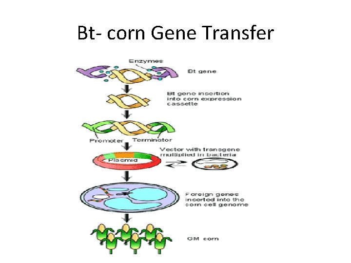Genetic Engineering and Biotechnology Topic 4 Genetics Genetic