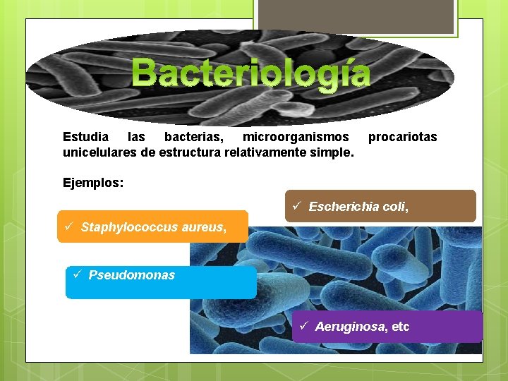 MICROBIOLOGIA Y PARASITOLOGA DRA Susana Lozano Muiz BACTERIOLOGA
