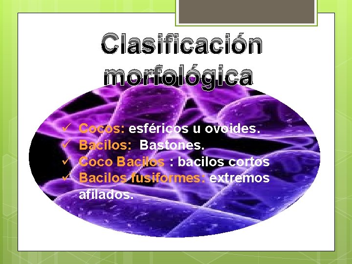 MICROBIOLOGIA Y PARASITOLOGA DRA Susana Lozano Muiz BACTERIOLOGA