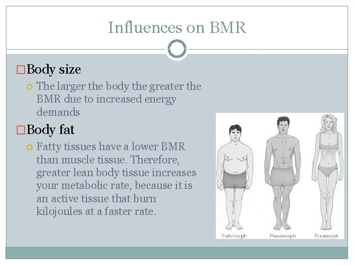 Energy Metabolism and BMR Energy Metabolism Metabolism refers