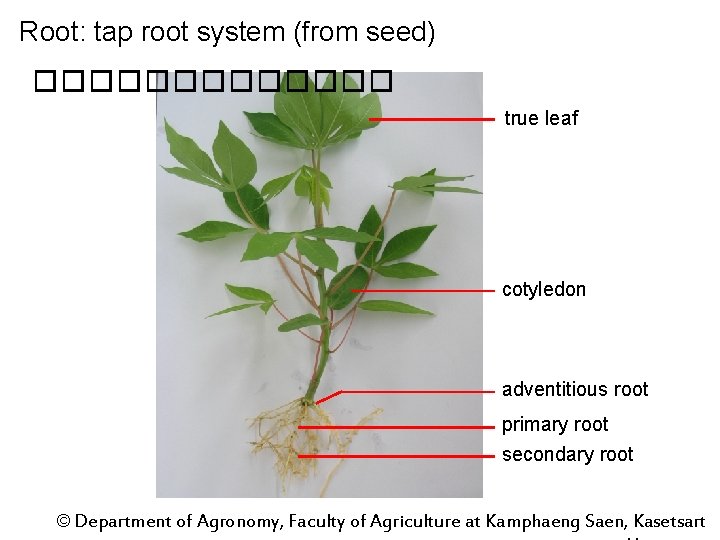Cassava Family Euphorbiaceae Genus Manihot Species esculenta Department