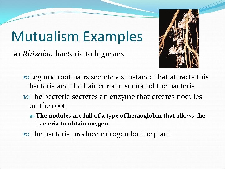 SYMBIOSES Symbioses the close ecological relationship between organisms