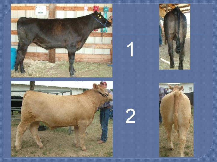 Beef Cattle Selection California State Standards Animal Science