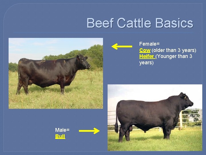Beef Cattle Selection California State Standards Animal Science