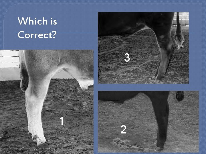 Beef Cattle Selection California State Standards Animal Science