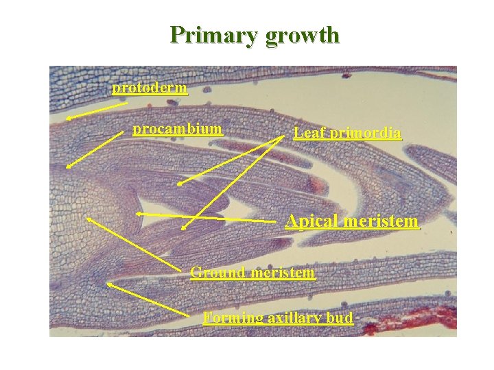 Plant Hormones Tropisms Plant hormones Hormone was first