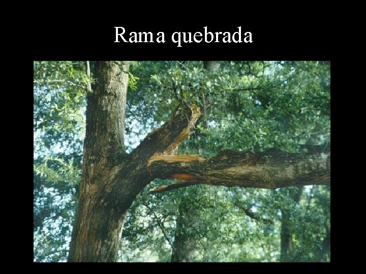 Programa de Restauracin del Bosque Urbano Afectado por
