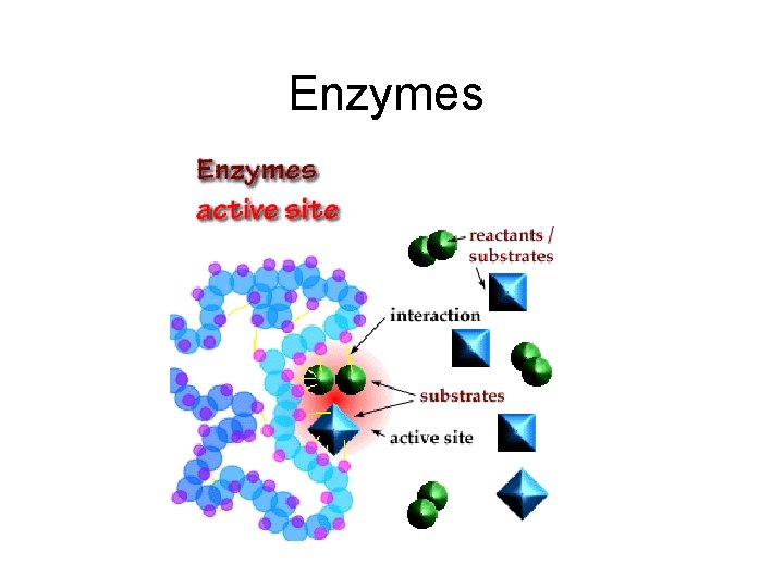 Cell metabolism and Enzymes Metabolism all of the