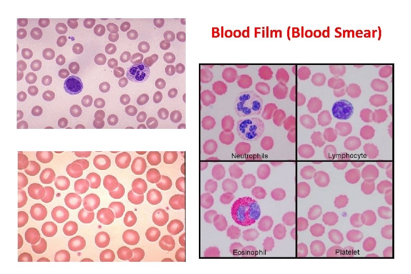 Composition and Functions of the Blood Objectives Intended