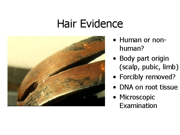Hair Evidence Human or nonhuman Body part origin