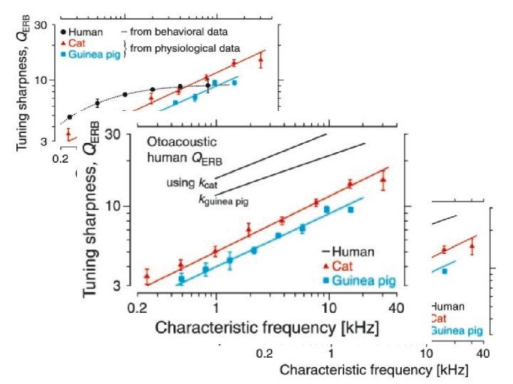 Revised estimates of human cochlear tuning from otoacoustic