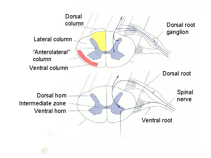 Dermatomes overlap Skin Peripheral nerve Dorsal root Ventral