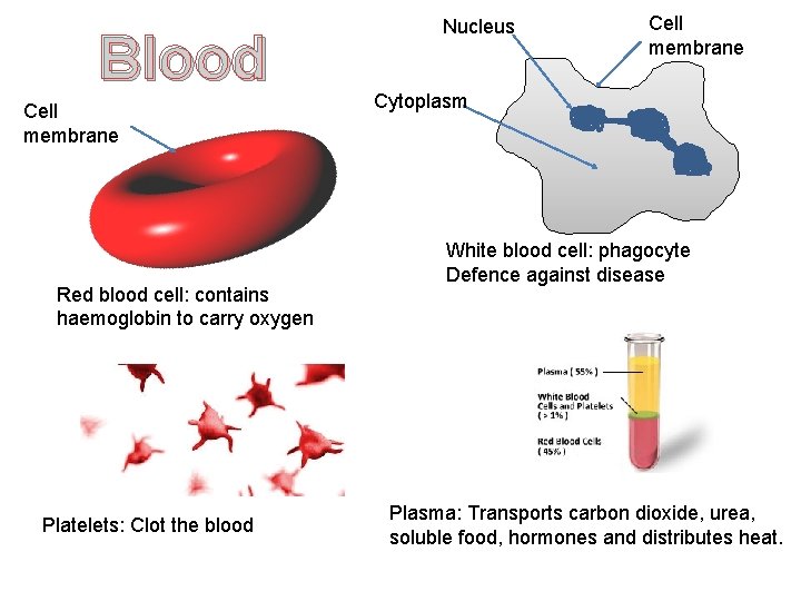 Circulatory System in humans Biology Unit 1 4